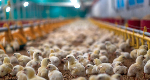 Poultry International - February 2020 The key to successful broiler ...
