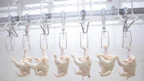 Poultry International - February 2020 How today’s larger broilers ...