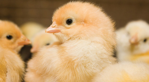 Poultry International - April/May 2025 Chick vocalization study has ...