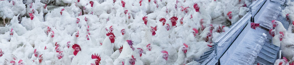 Poultry International - February/March 2024 Which are the WORLD’S 10 ...