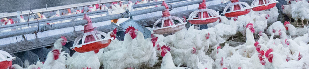 Poultry International - February/March 2024 Which are the WORLD’S 10 ...