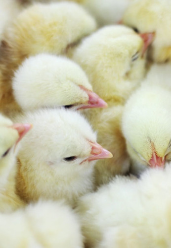 Poultry International - February/March 2024 How to ensure good chick ...