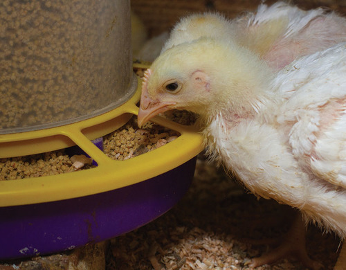 Poultry International - June 2020 6 alternative energy sources for broilers